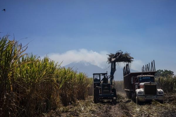 How to trade sugar | IG International