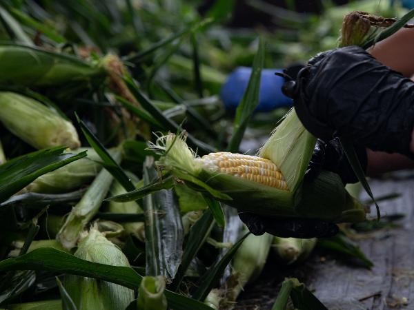 Corn Trading: How to Trade or Invest in Corn | IG International