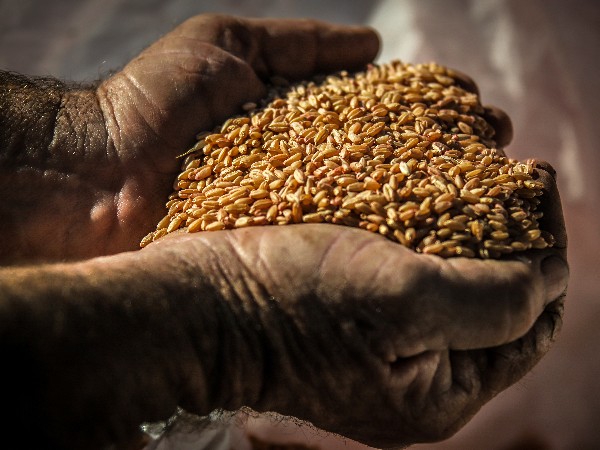 What are Soft Commodities and How to Trade Them | IG International